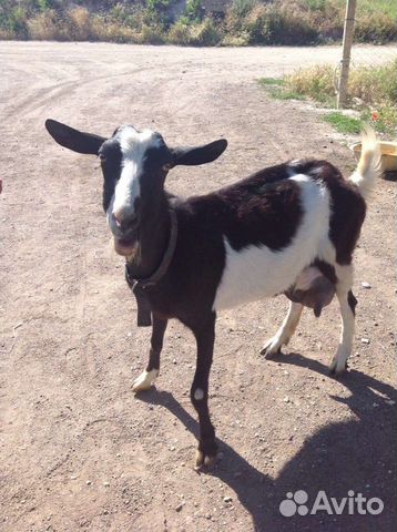 Коза дойная молочная