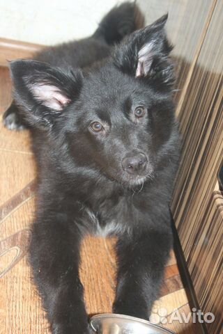 Щенок девочка