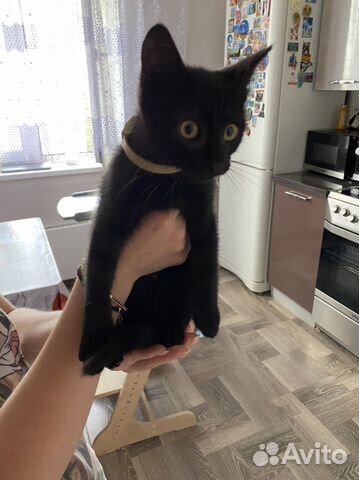 Котенок в добрые руки