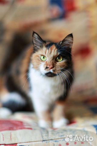 Трехцветный котенок