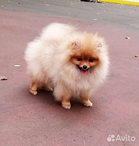 Померанский шпиц девочка Lux