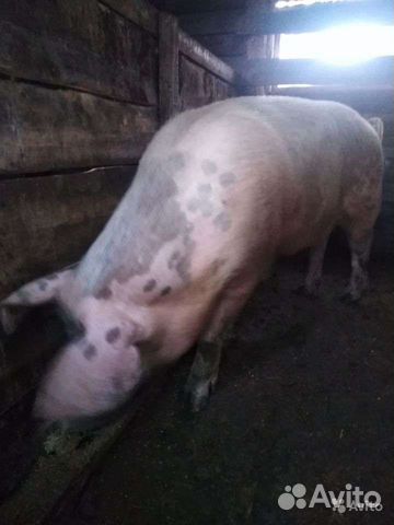 Продам хряка на племя