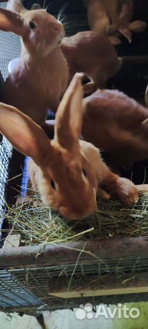 Кролики мясных пород