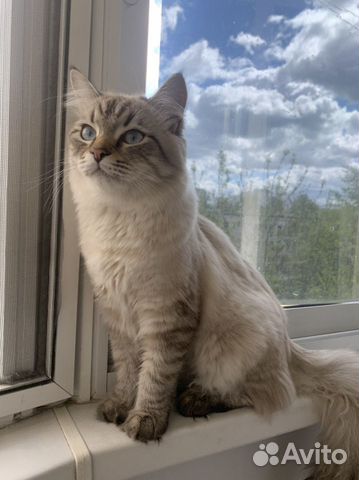 Вязка. Кот. Порода «Невская маскарадна»