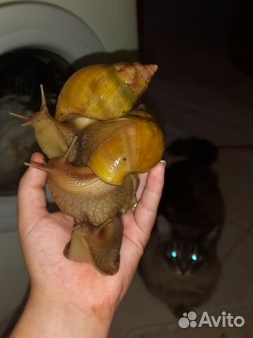 Улитки ахатины маленькие