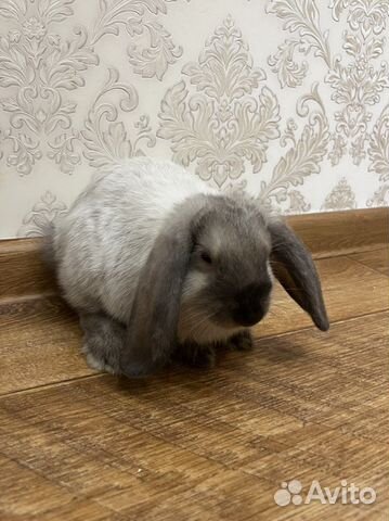 Вислоухий кролик