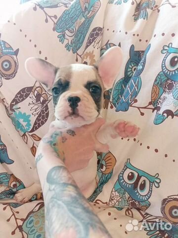 Ангелочки французские мужские