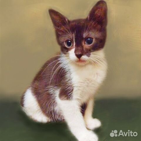 Котенок Корица 2 мес