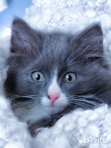 Голубой пушистый мальчик 2.5 мес