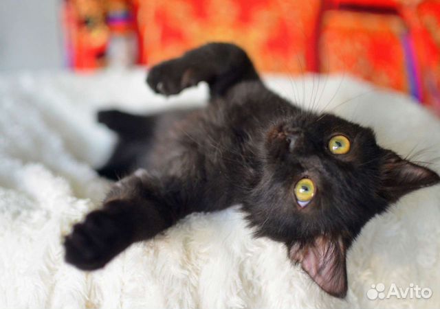 Красавчик Граф ищет семью