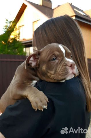 Американский булли