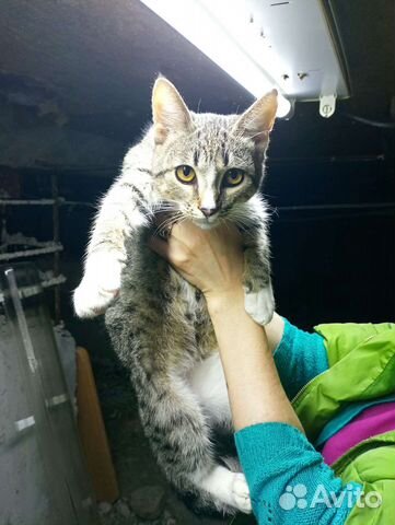 Невероятно ласковый котик ищет дом