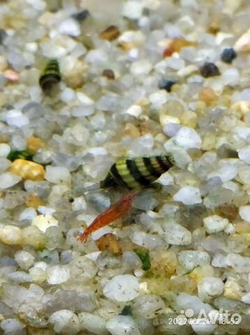 Улитка хелена