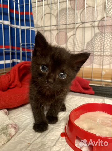 Малыш уиллсмит