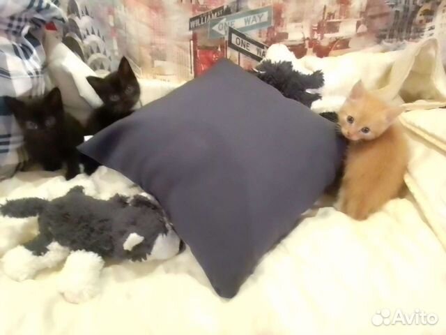 Котята