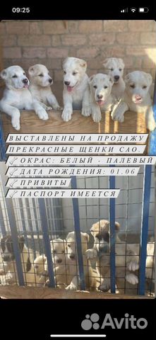 Собаки сао. Алабай