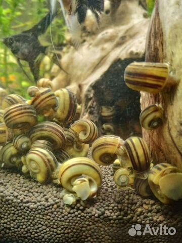 Улитки аквариумные Мариза