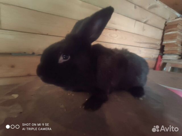 Кролик самец