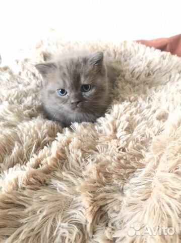 Шотланский котенок