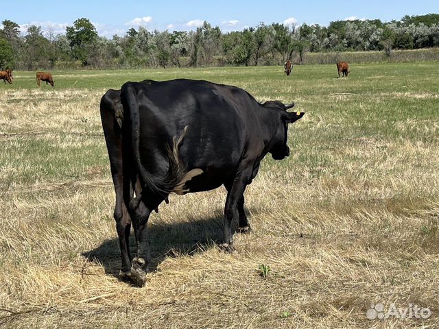 Корова тельная