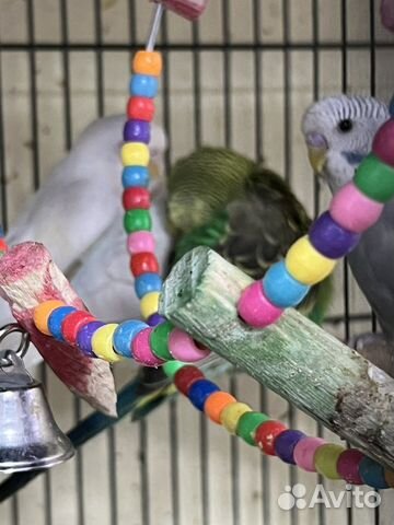 Волнистый попугай