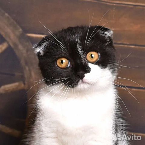 Шотландская