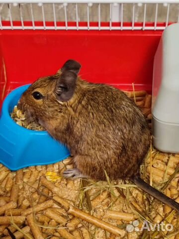 Чилийская белка дегу