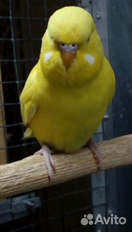 Жёлтый попугайчик самочка