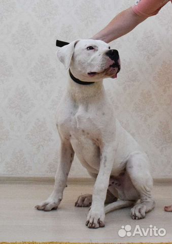 Аргентинский дог