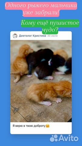 Котята в добрые руки