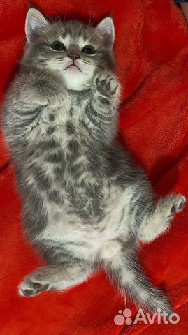 Шотландский котенок