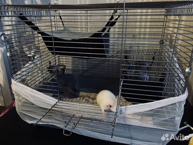 Крысы Дамбо, клетка и прочее