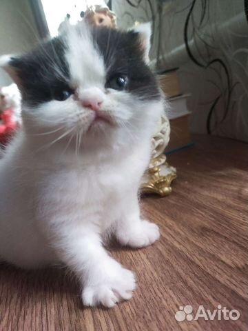Экзотическая кошка
