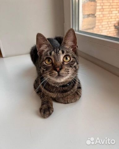 Котенок мальчик