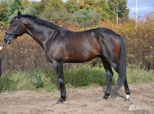 Жеребец спортивный