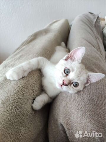 Бенгальская кошка бесплатно