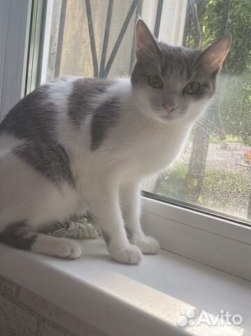 Отдам кошечку в добрые руки