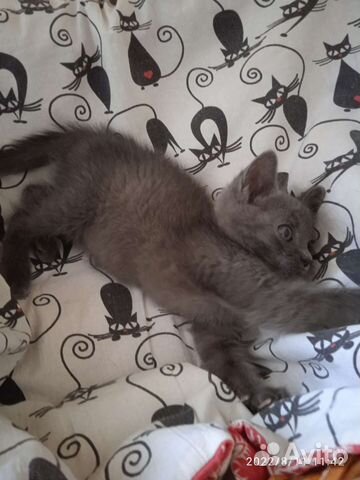 Котенок