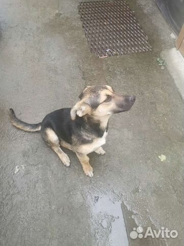 Щенок в добрые руки