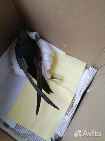 Стриж птица