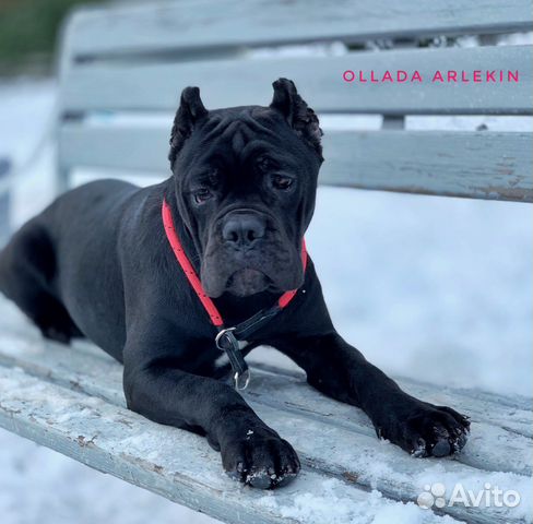 Черная красавица Николлет