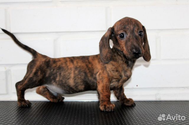 Такса щенок кроличий мальчик тигр