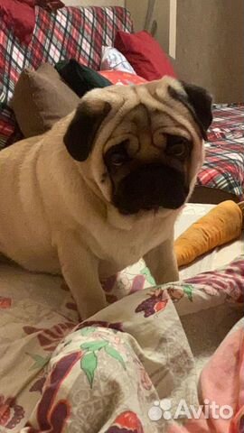 Ищем новый дом