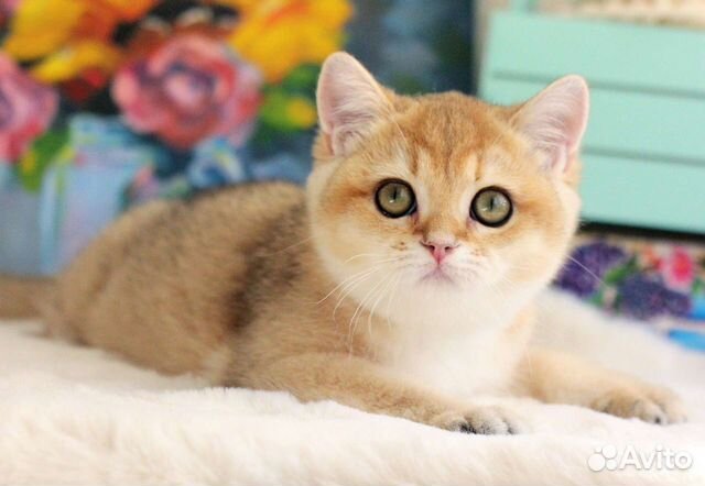 Британские золотые девочки шиншиллы