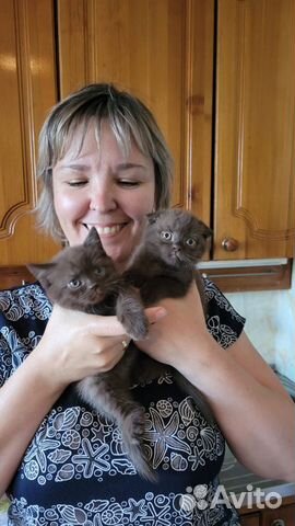 Шоколадный шотландец