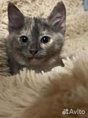 Котенок 2 мес. ищет дом