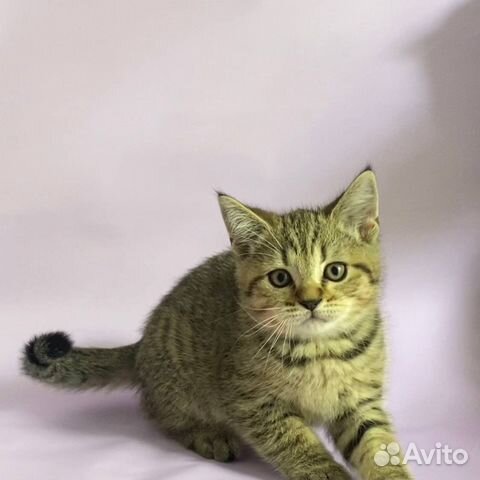 Британский котенок окрас золотой табби
