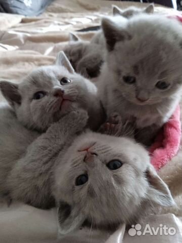 Британские котята