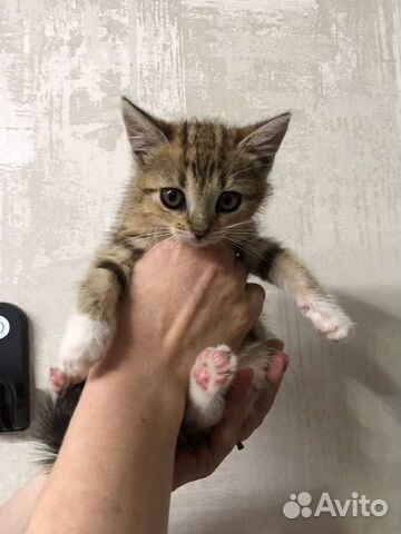 Котенок-чудо карапузик в добрые руки
