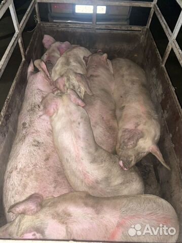 Свиней хряков Крс